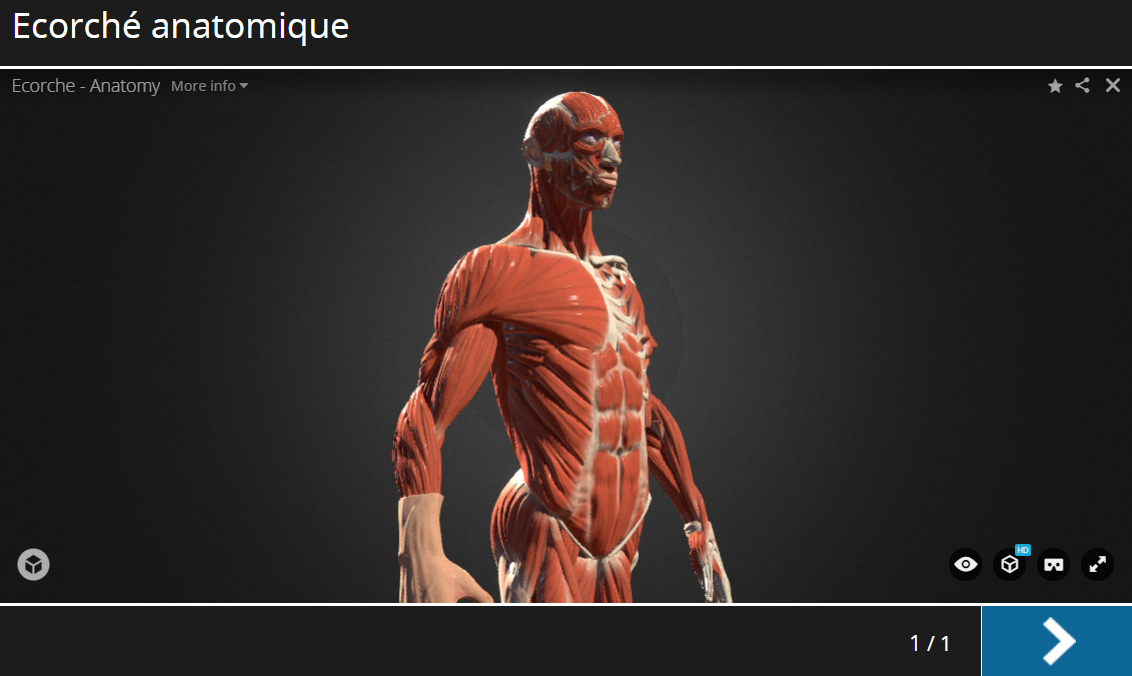 Ecorche-anatomique – Tactileo